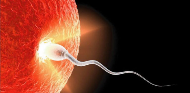 Saviez-vous que les ovules choisissent le sperme et non l'inverse ...