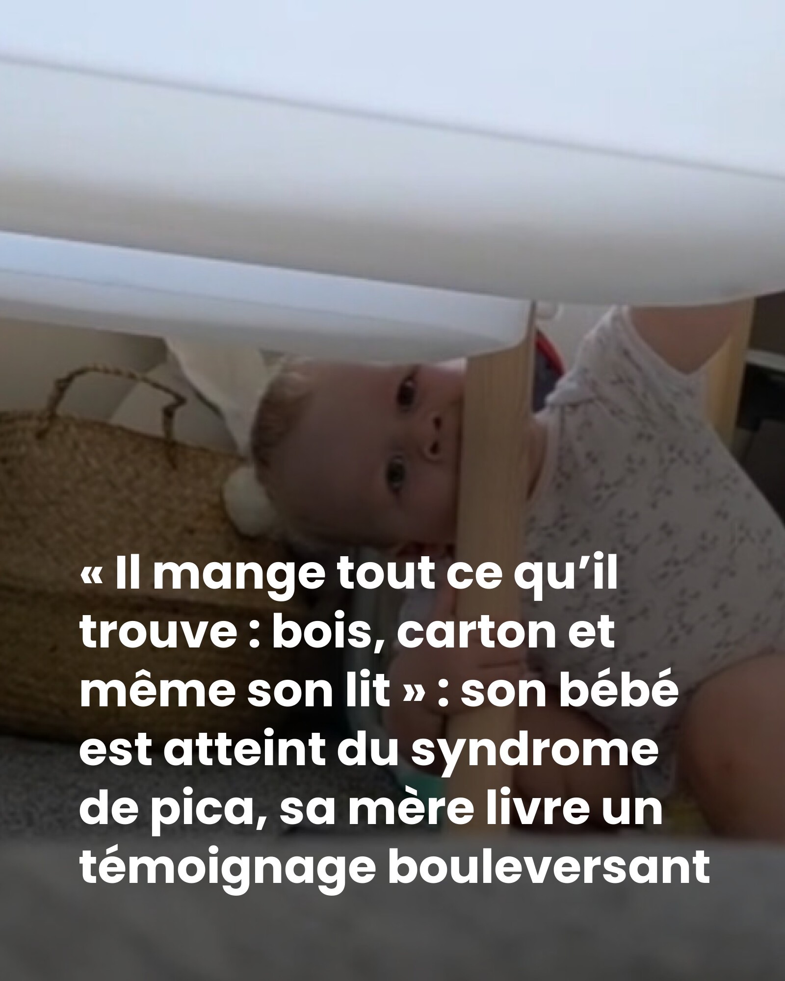 Il mange tout ce qu’il trouve : bois, carton et même son lit – le ...